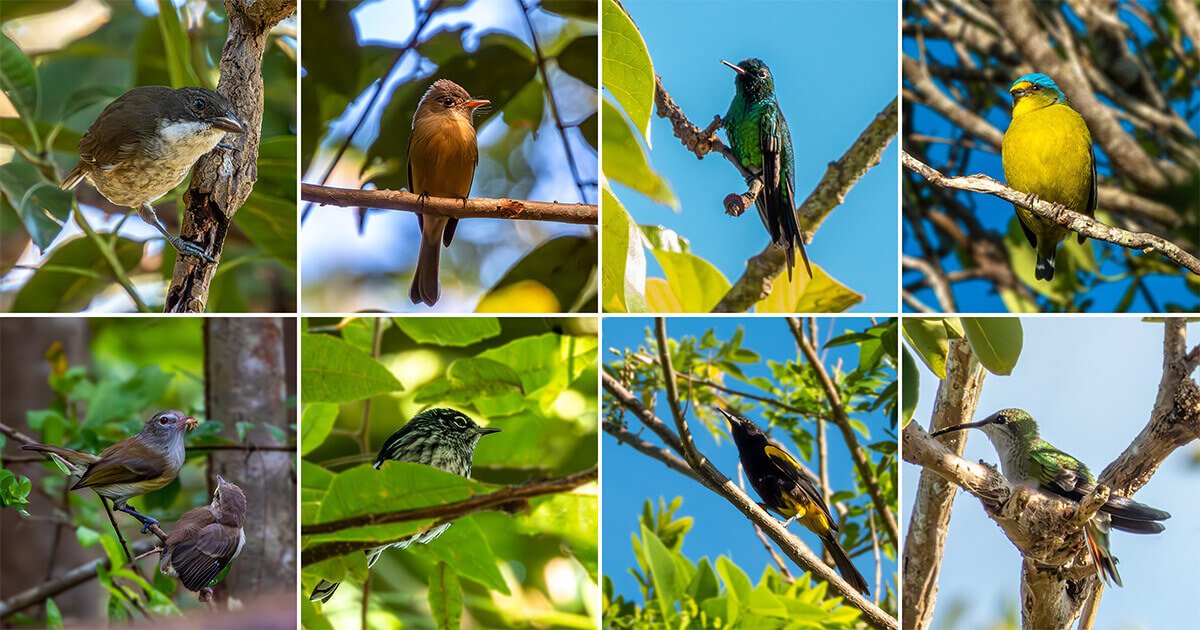 Aves endémicas de Puerto Rico con fotos e información
